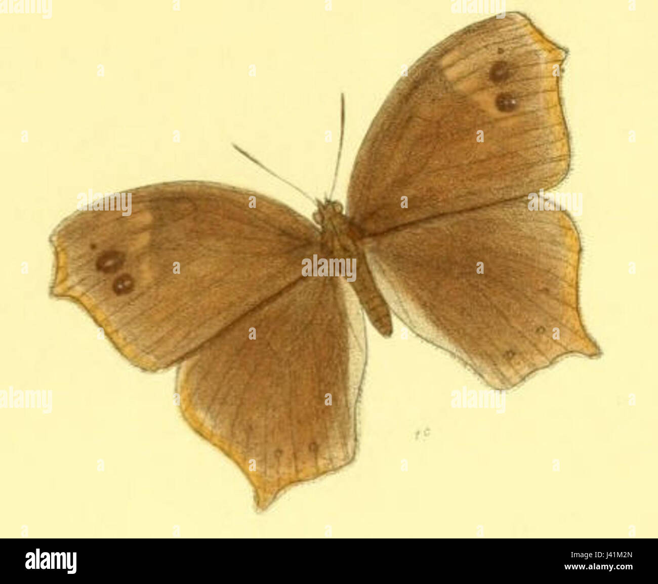 Melanitis Varaha est une espèce de papillon de la famille des ...
