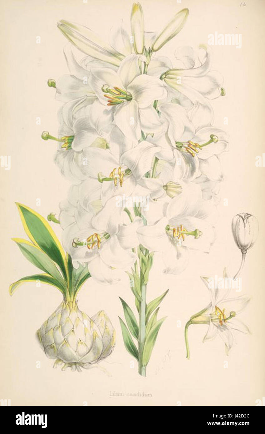 Lilium candidum, communément appelé le lis de la Madone, est une espèce ...