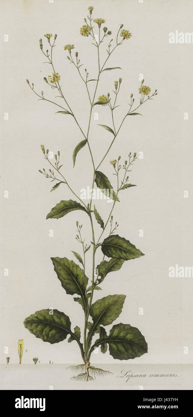 Lapsana communis Banque de photographies et d’images à haute résolution ...