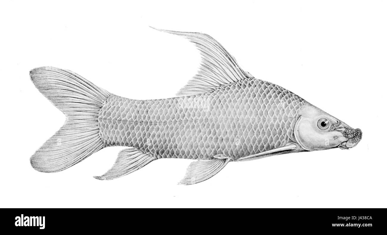 Poisson d’eau douce avec barbillons Banque de photographies et d’images ...