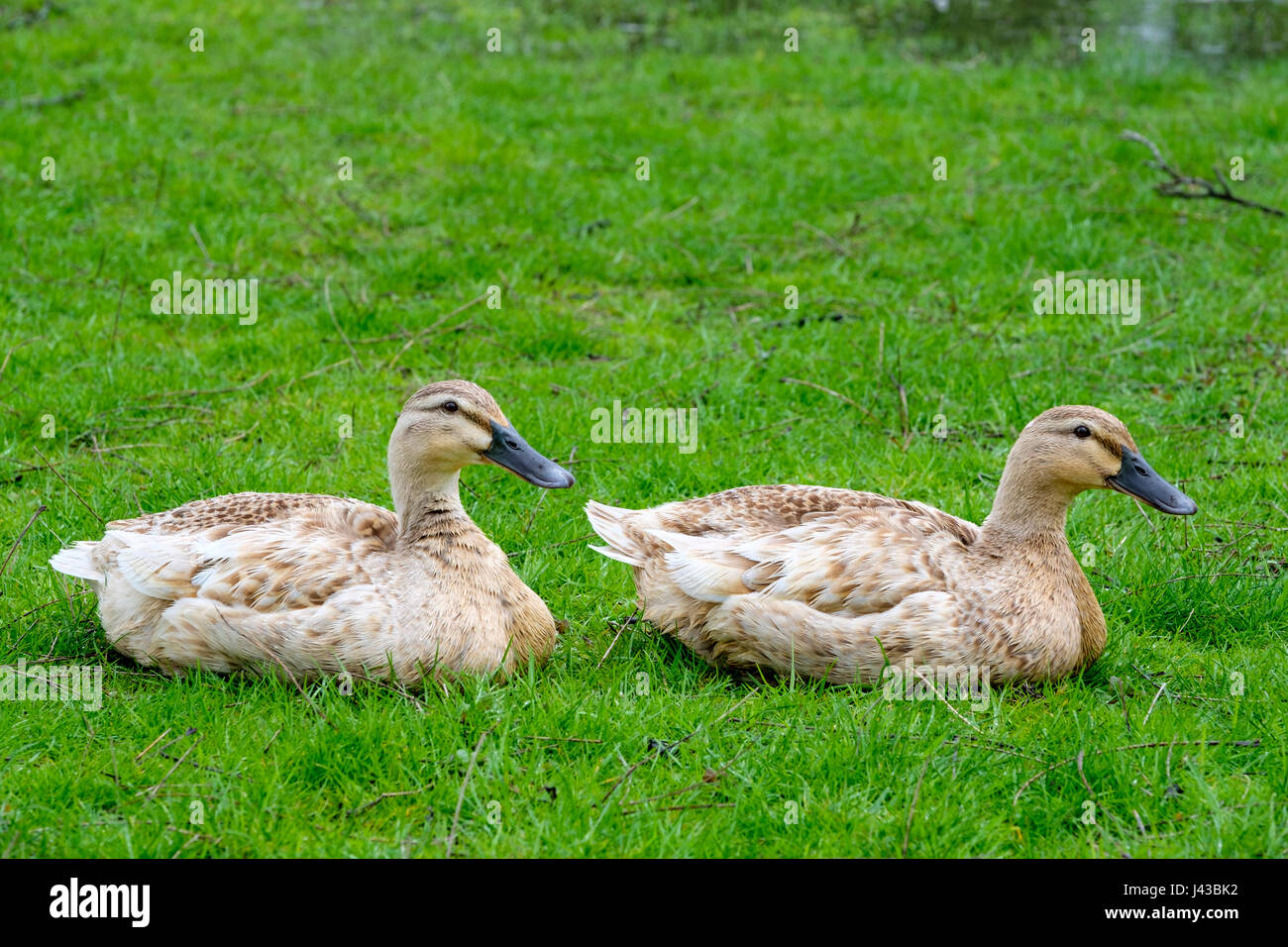 Canards poules poules Banque de photographies et d’images à haute ...