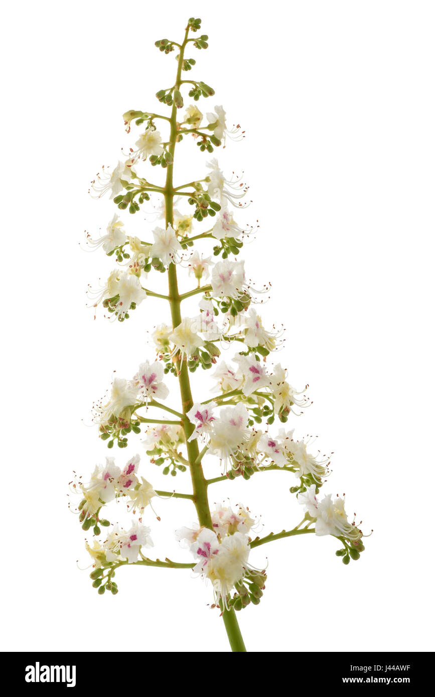 Fleur de marronnier Banque de photographies et d’images à haute ...