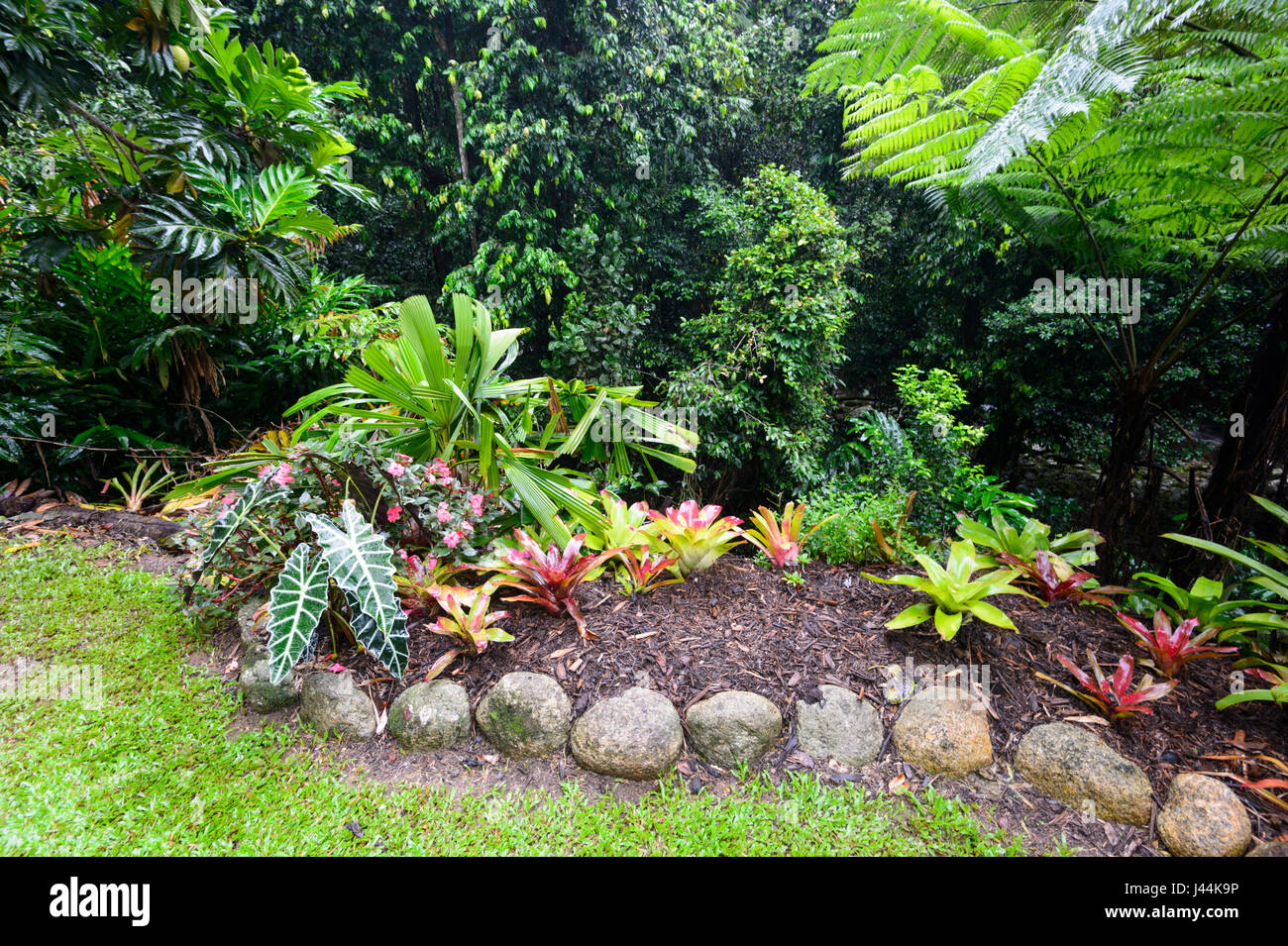 Jardin tropical le long d'un ruisseau d'eau douce dans la forêt ...
