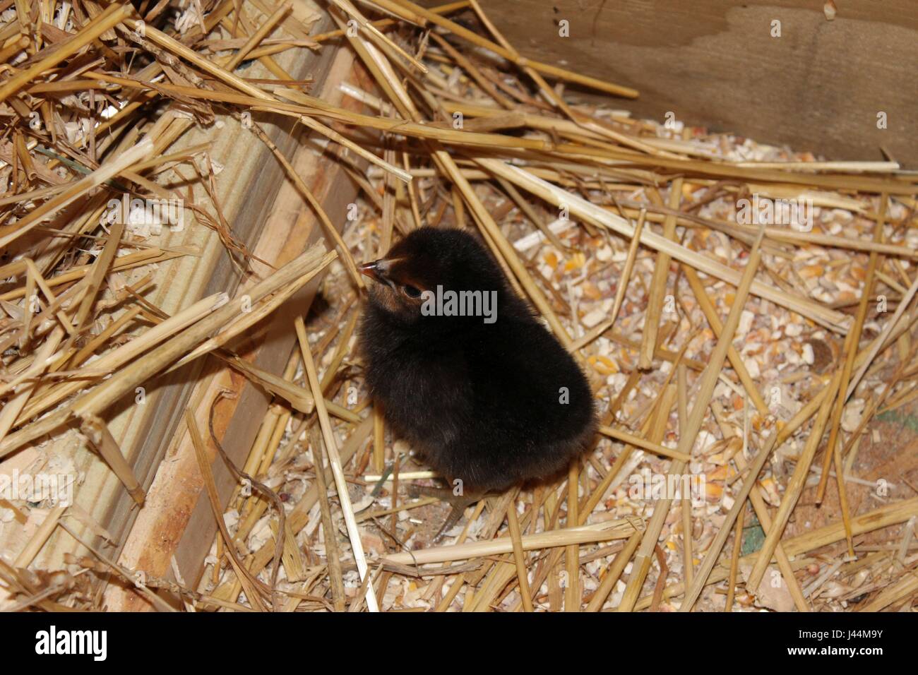 Poussin noir Banque de photographies et d’images à haute résolution - Alamy