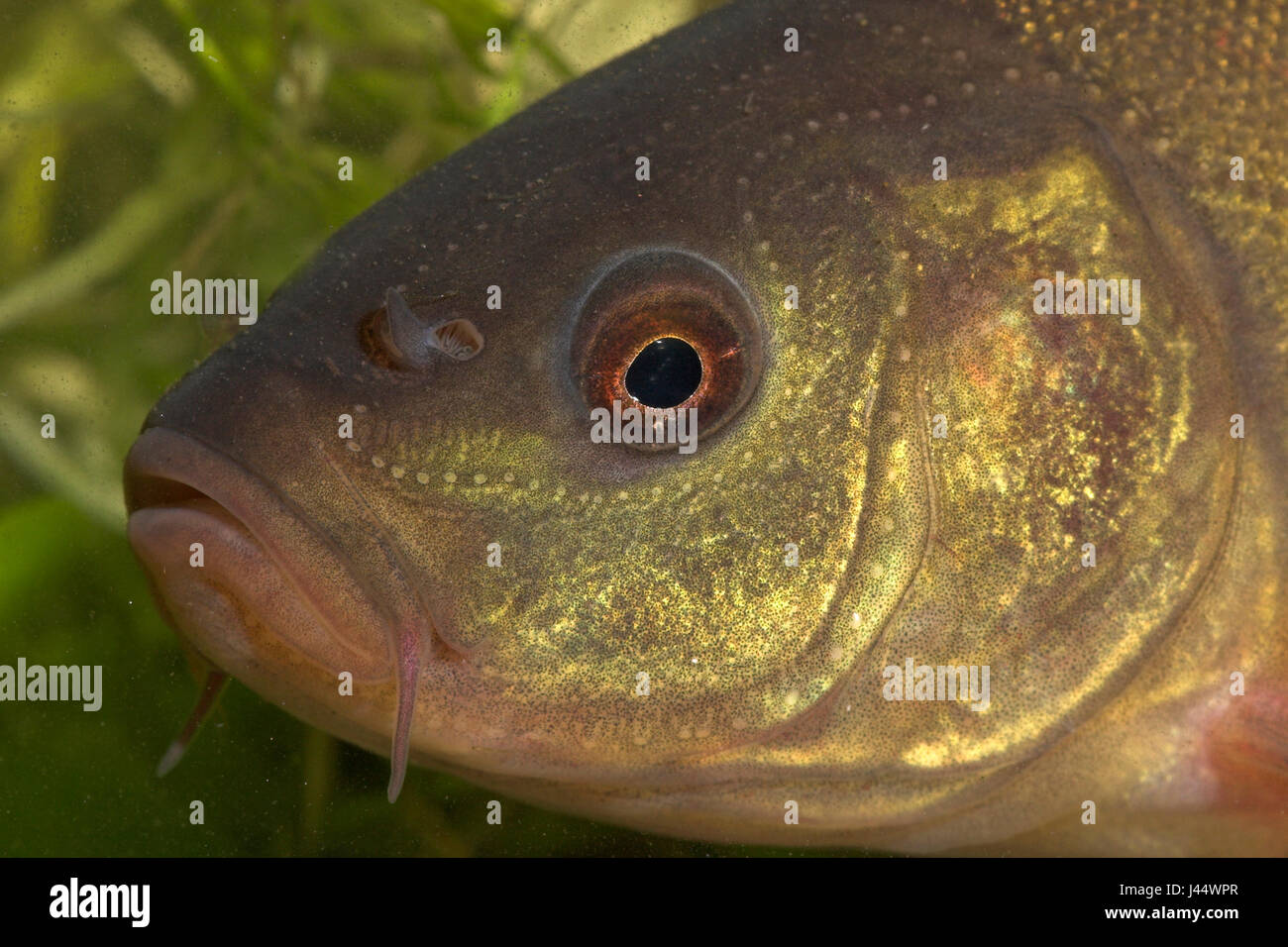 Tanche fish Banque de photographies et d’images à haute résolution - Alamy
