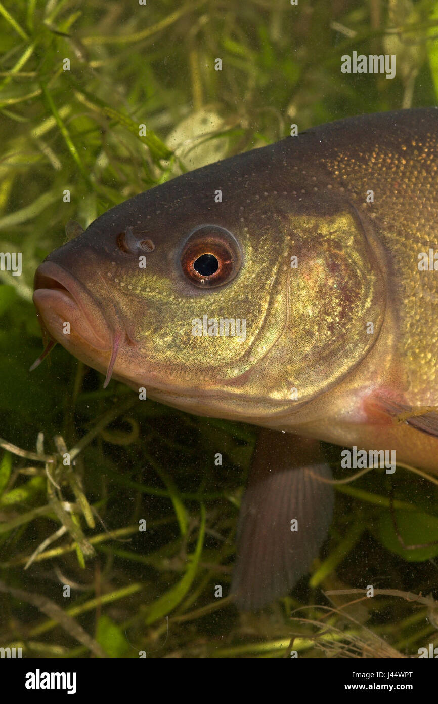 Tanche fish Banque de photographies et d’images à haute résolution - Alamy