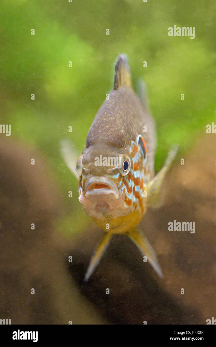 Debout frontal Banque de photographies et d’images à haute résolution ...