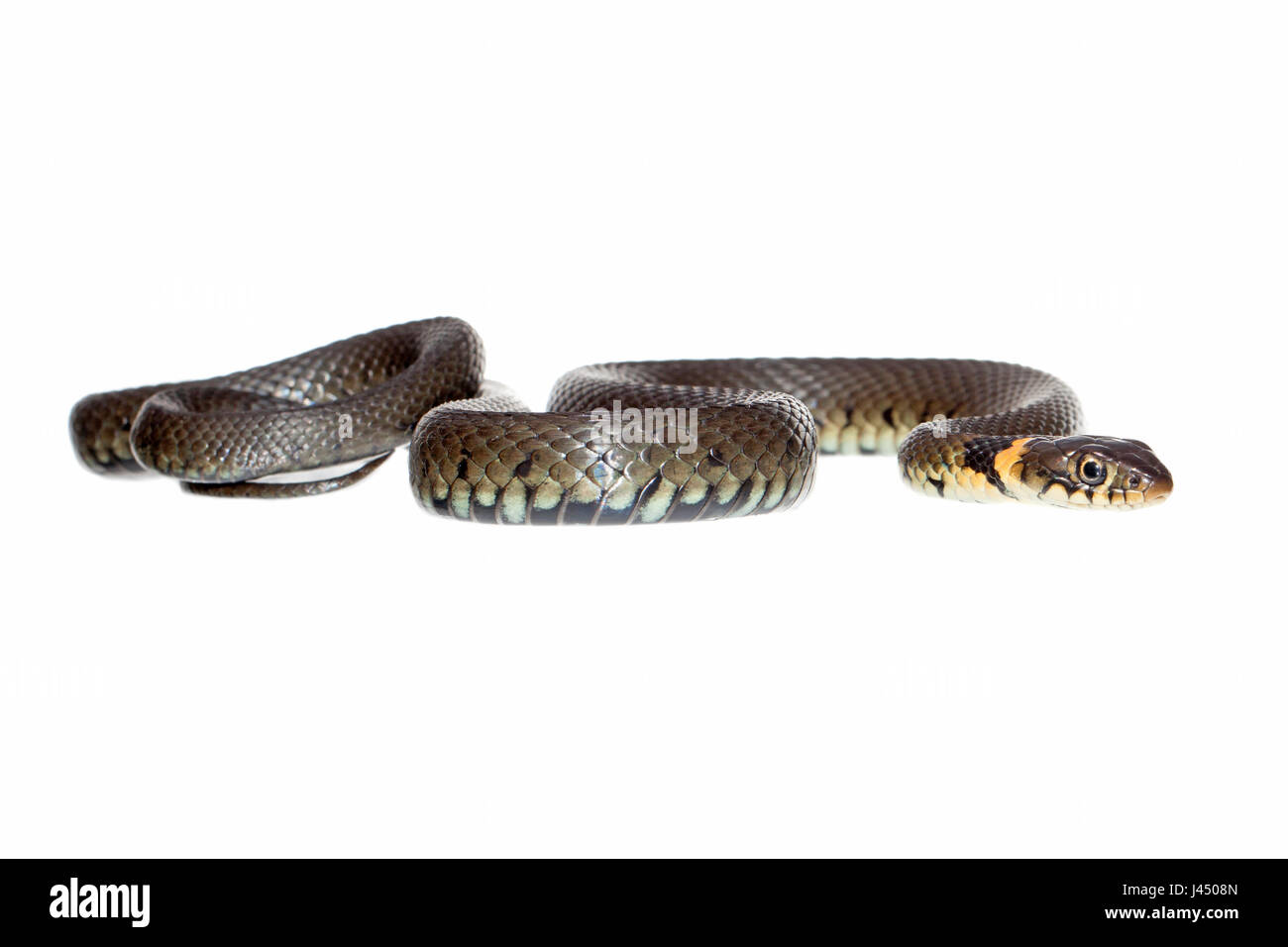 Couleuvre rouge Banque d'images détourées - Alamy