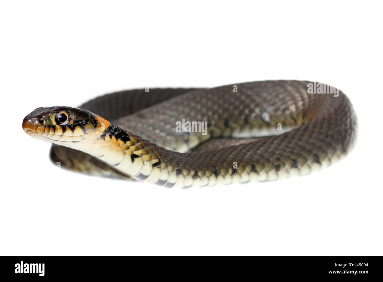 Couleuvre rouge Banque d'images détourées - Alamy