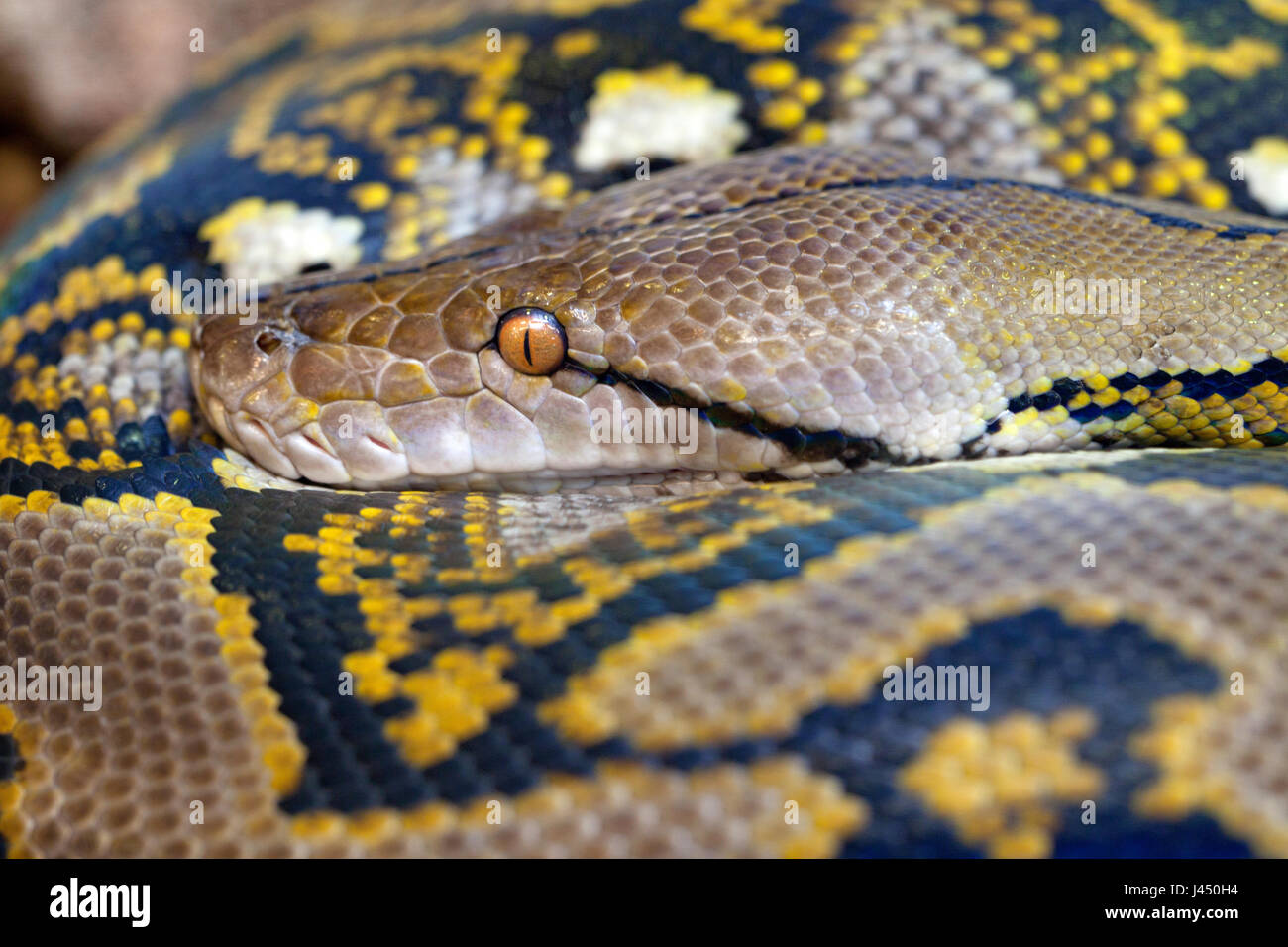 Python nature Banque de photographies et d’images à haute résolution ...