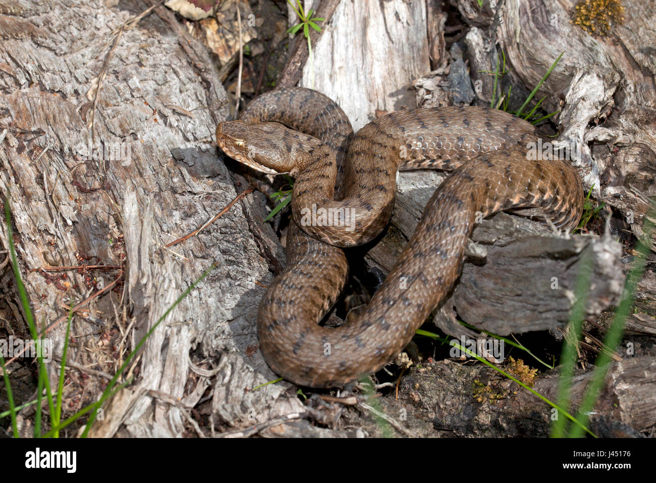 Aspic viper Banque de photographies et d’images à haute résolution - Alamy