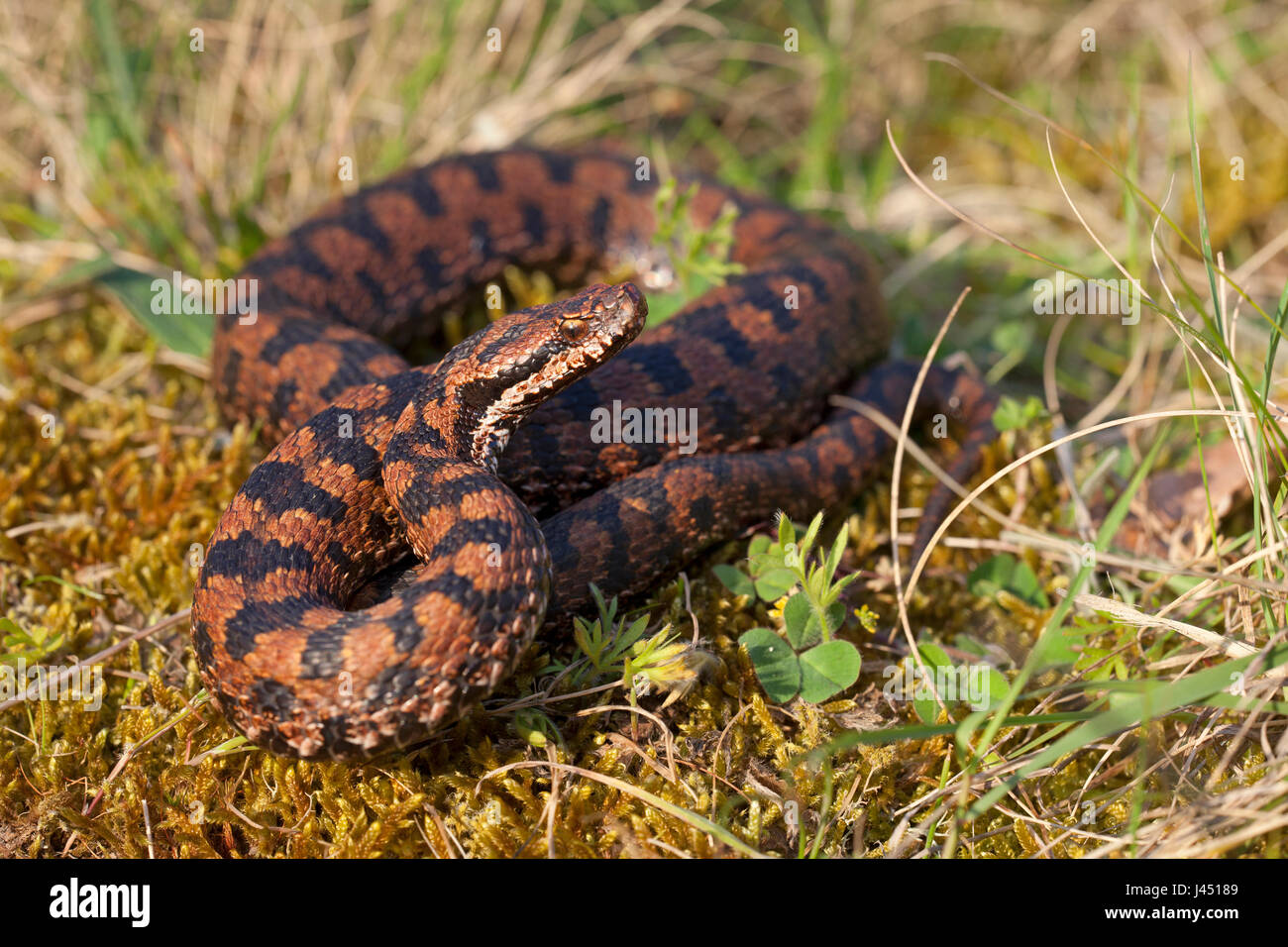 Aspic viper Banque de photographies et d’images à haute résolution - Alamy