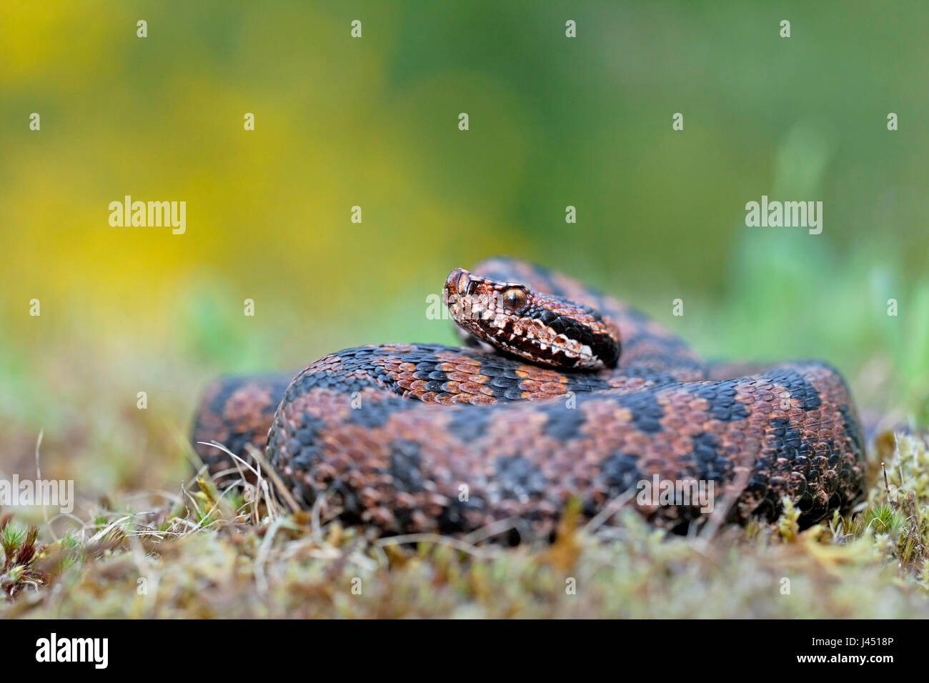 Aspic viper Banque de photographies et d’images à haute résolution - Alamy