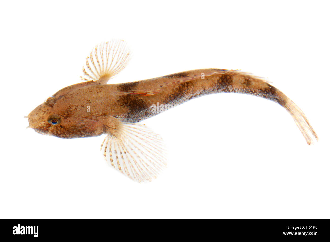 Gobie Tubenose Banque d'image et photos - Alamy