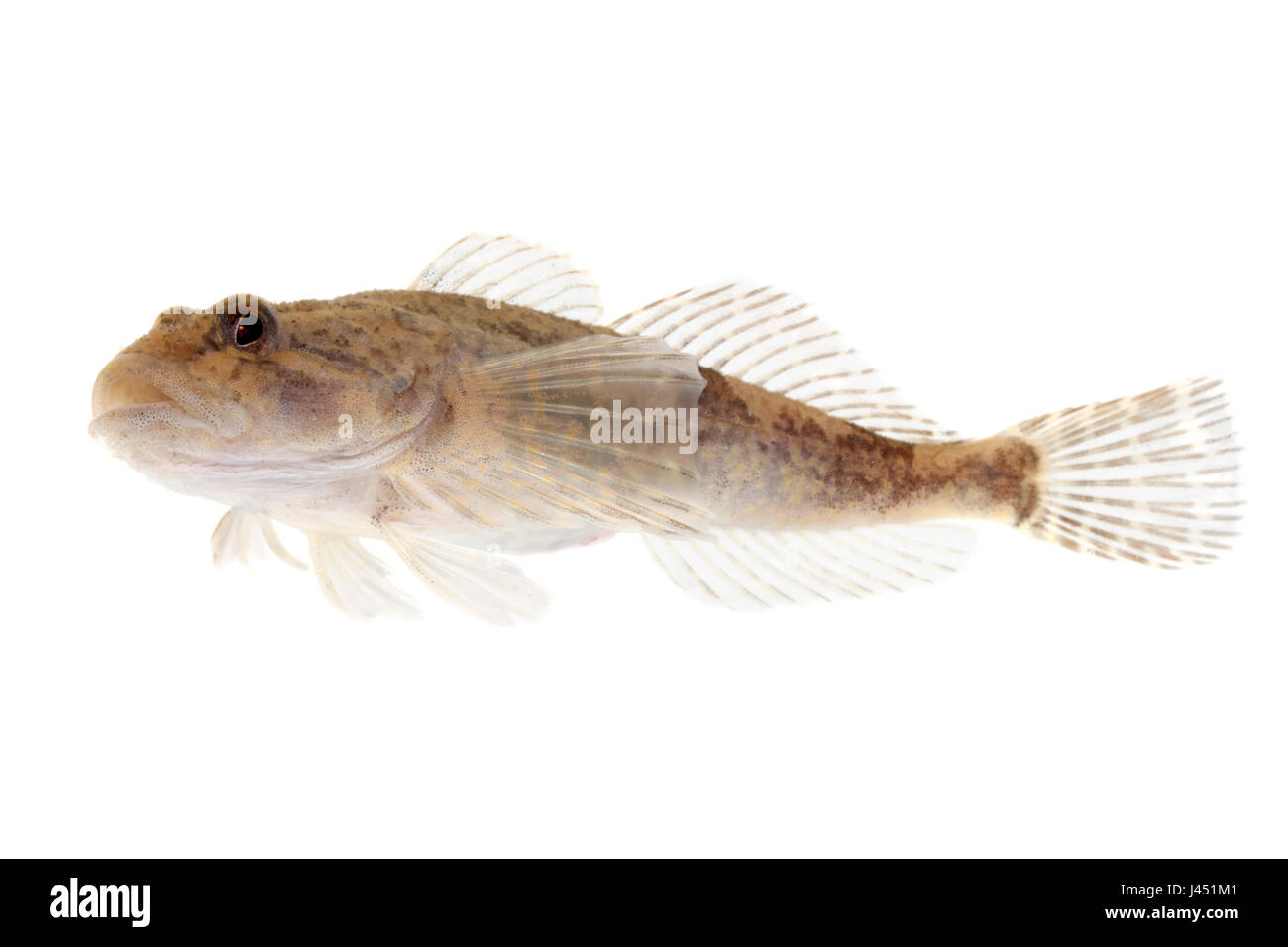 Common bullhead Banque de photographies et d’images à haute résolution ...