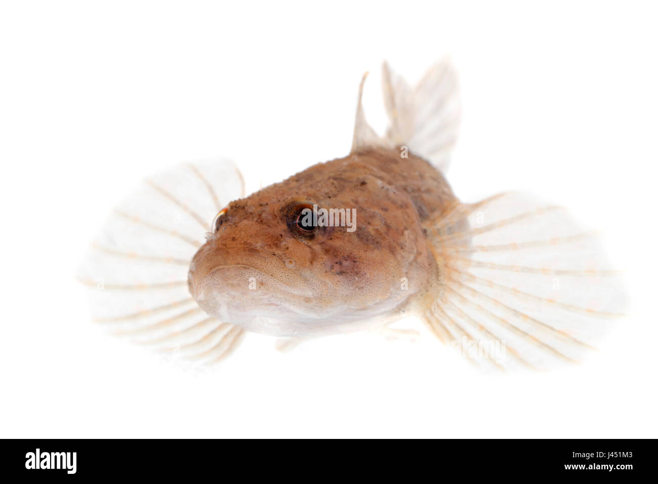 Common bullhead Banque de photographies et d’images à haute résolution ...