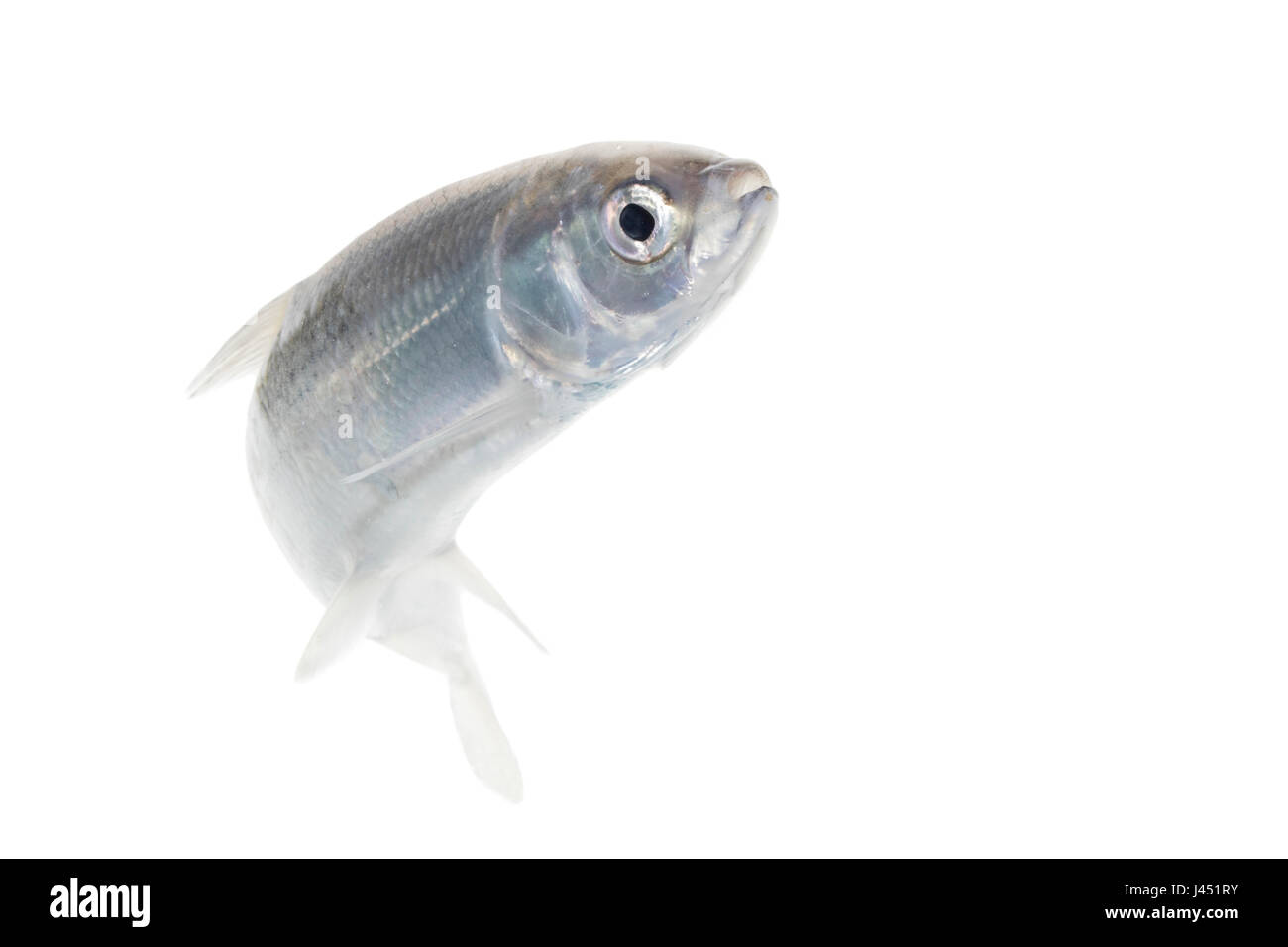 Isolated on bla Banque de photographies et d’images à haute résolution ...