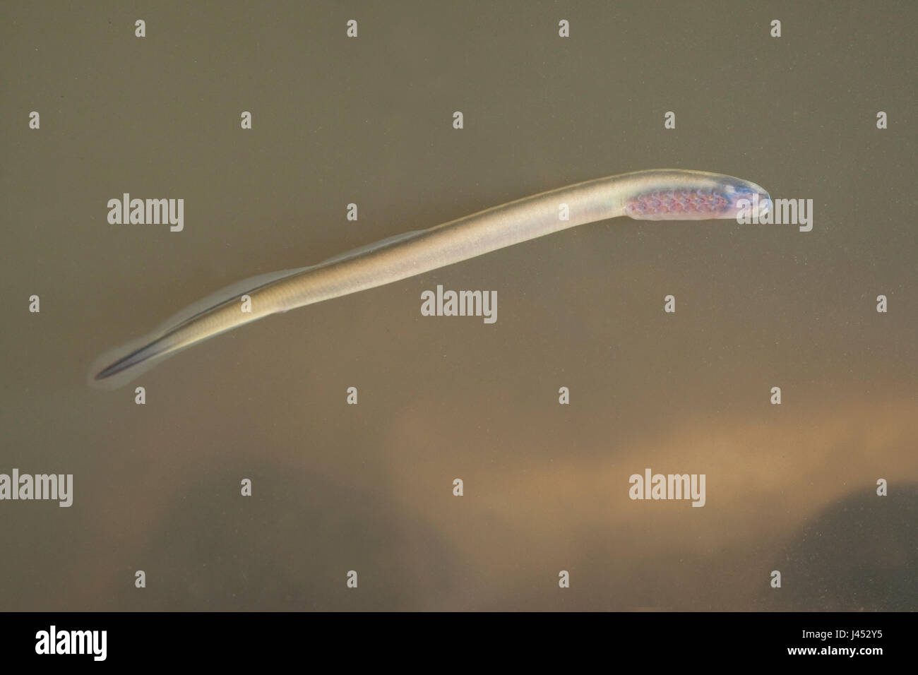 Lamproie fluviatile Banque de photographies et d’images à haute ...