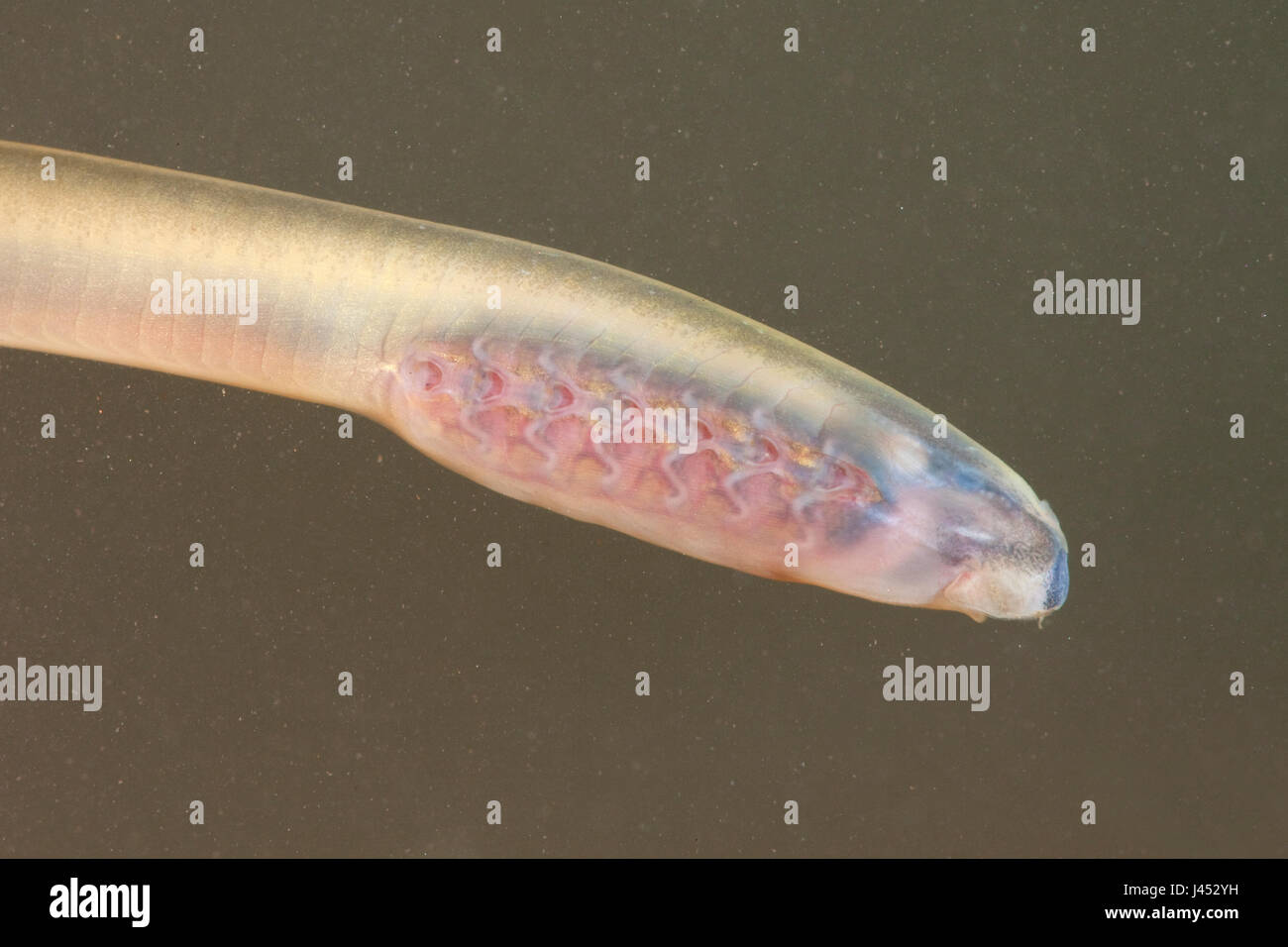 Photo d'une lamproie de rivière ou d'une lamproie de ruisseau, ces ...