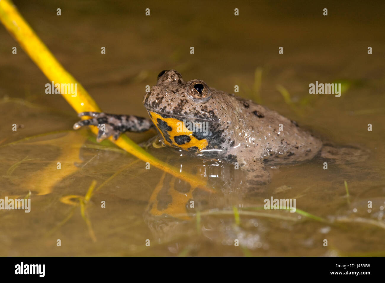 Breeding basin Banque de photographies et d’images à haute résolution ...