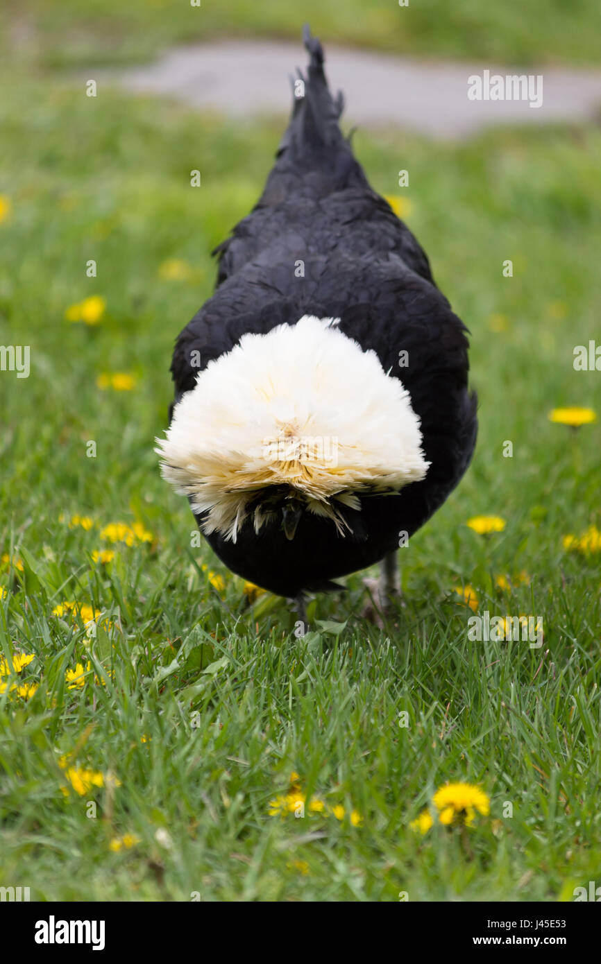 Poules noires dans le champ Banque de photographies et d’images à haute ...