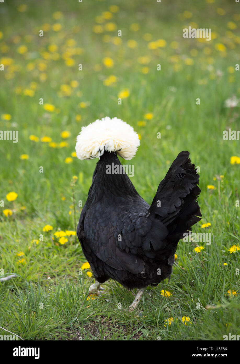 White crested black polish chicken Banque de photographies et d’images ...