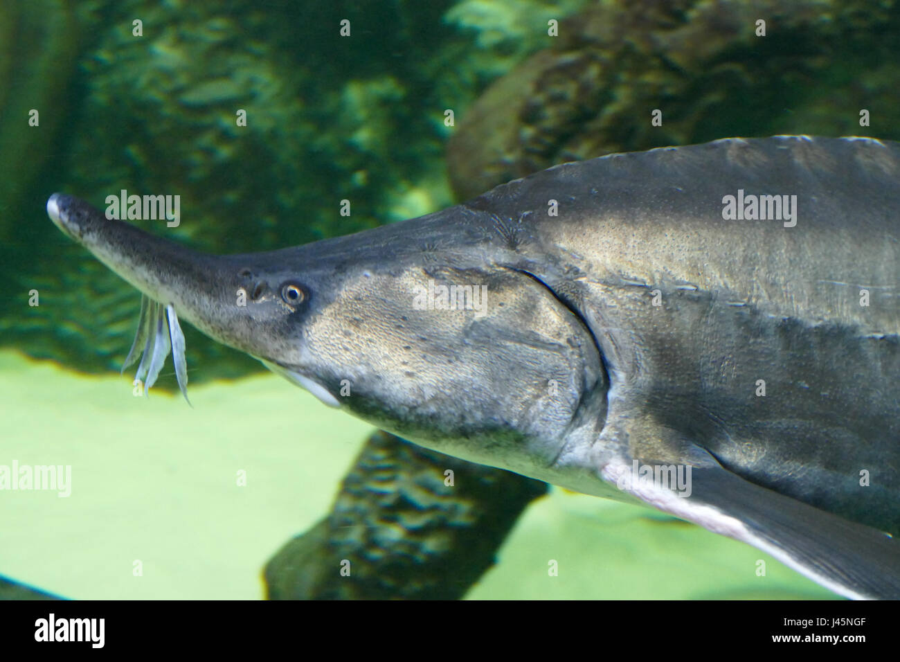 Esturgeon poisson esturgeon Banque de photographies et d’images à haute ...