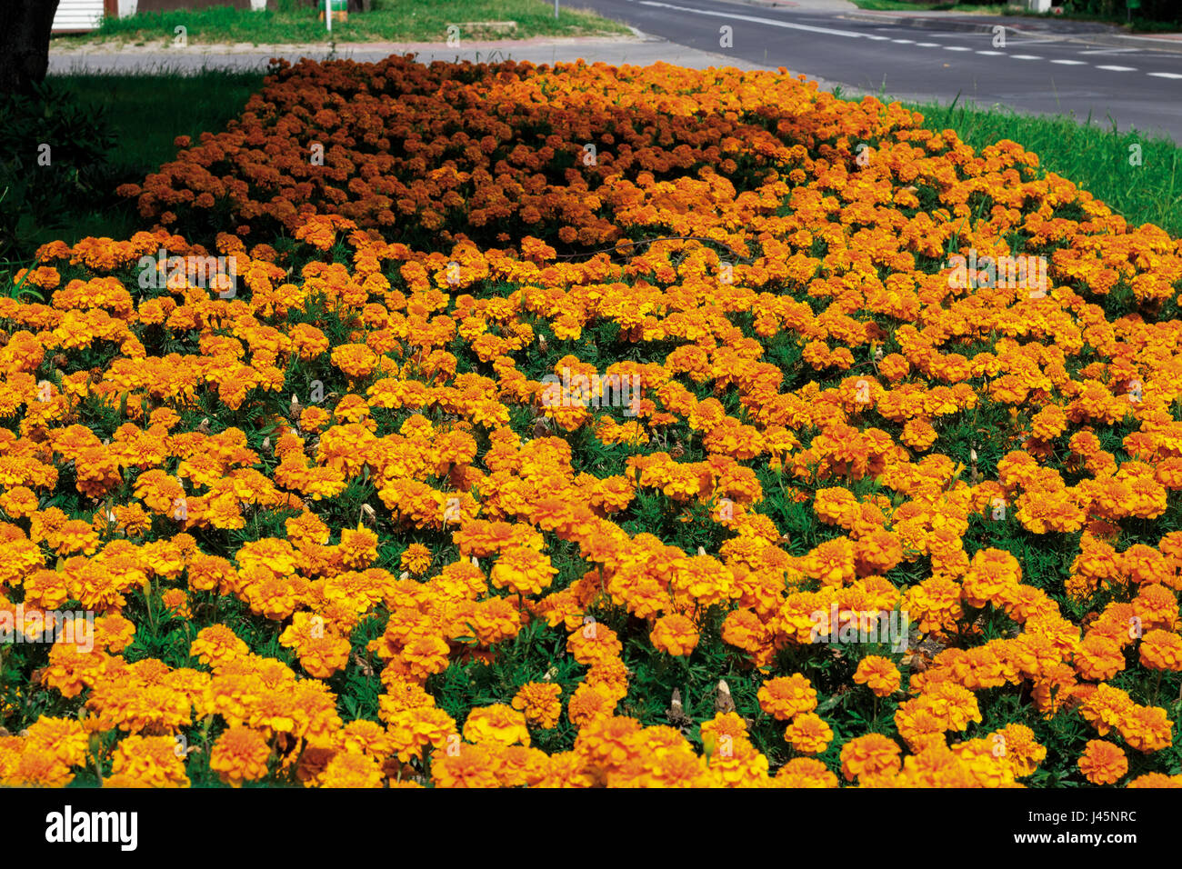 Fleurs de souci jaunes Banque de photographies et d’images à haute ...