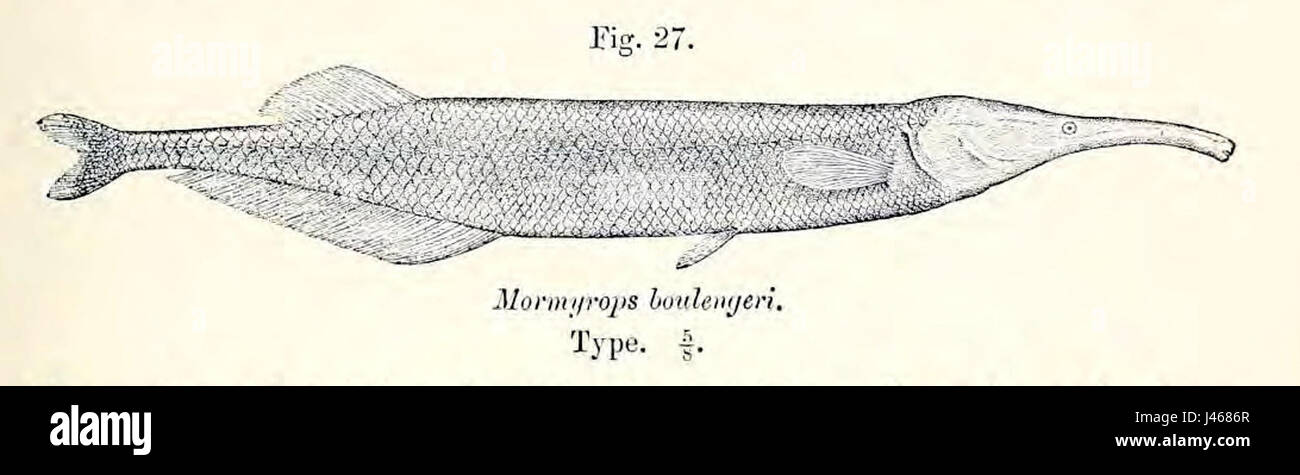 Oxymormyrus boulengeri est une espèce de poisson électrique originaire ...
