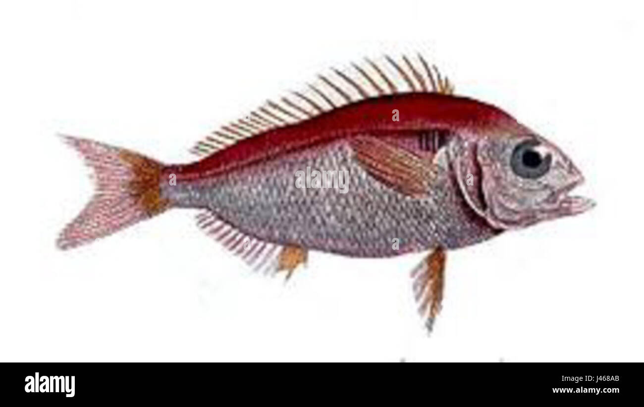 Baron cuvier Banque de photographies et d’images à haute résolution - Alamy