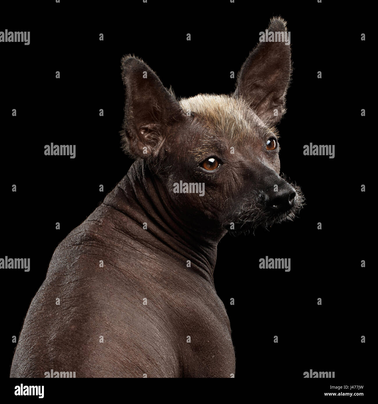 Xoloitzcuintle - race de chien mexicain sans poils, Studio portrait sur ...