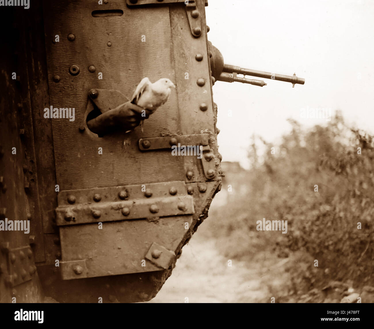 WW1 - Libération d'un pigeon voyageur d'un réservoir près de Albert ...