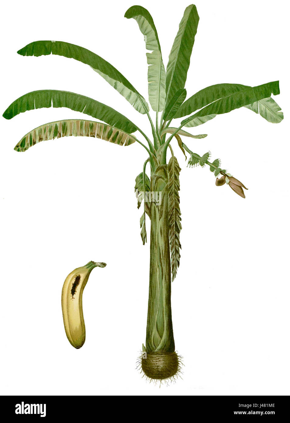 Musa cultivar Banque de photographies et d’images à haute résolution ...