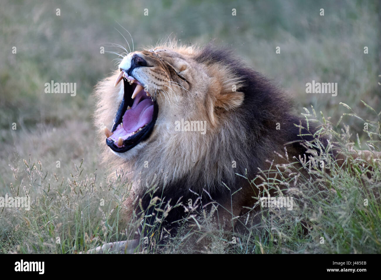 Lion roars Banque de photographies et d’images à haute résolution - Alamy