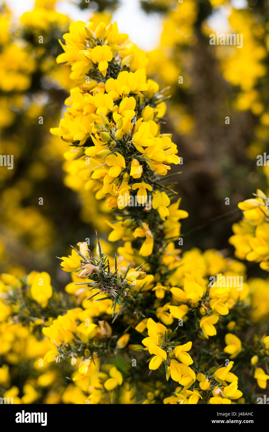 Ajonc jaune Banque de photographies et d’images à haute résolution - Alamy