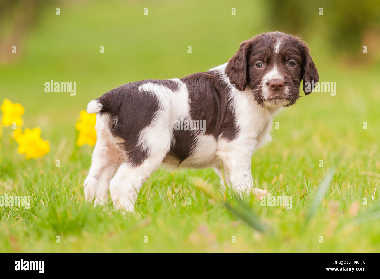 Un chiot Épagneul Springer Anglais à 6 semaines à explorer le jardin ...
