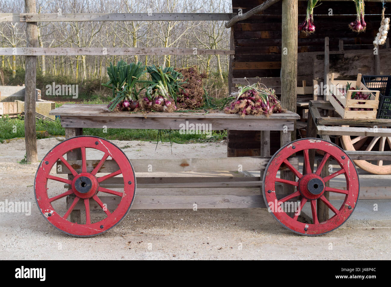 Oignons rouges calabre Banque de photographies et d’images à haute ...