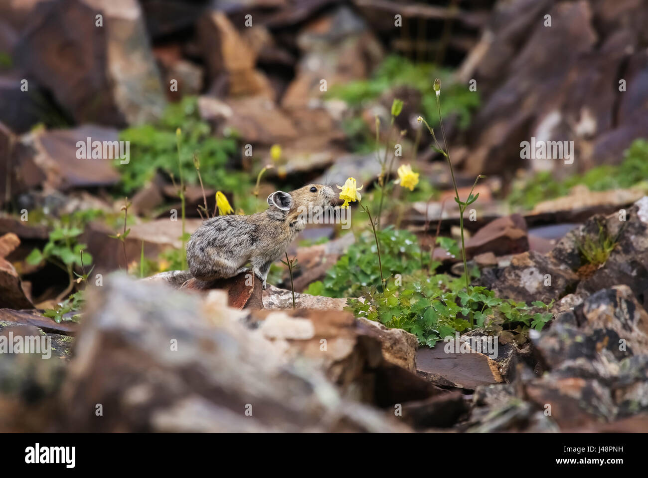 Pika with flower Banque de photographies et d’images à haute résolution ...