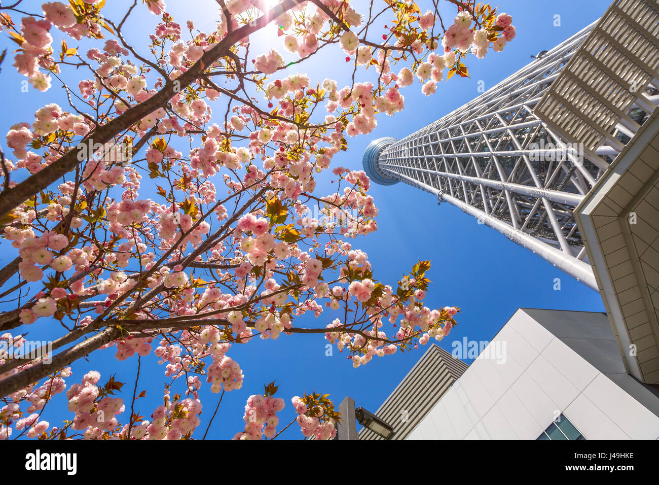 Sakura tower Banque de photographies et d’images à haute résolution - Alamy