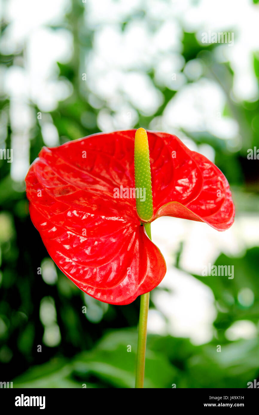 Fleurs d'anthurium rouge Banque de photographies et d’images à haute ...