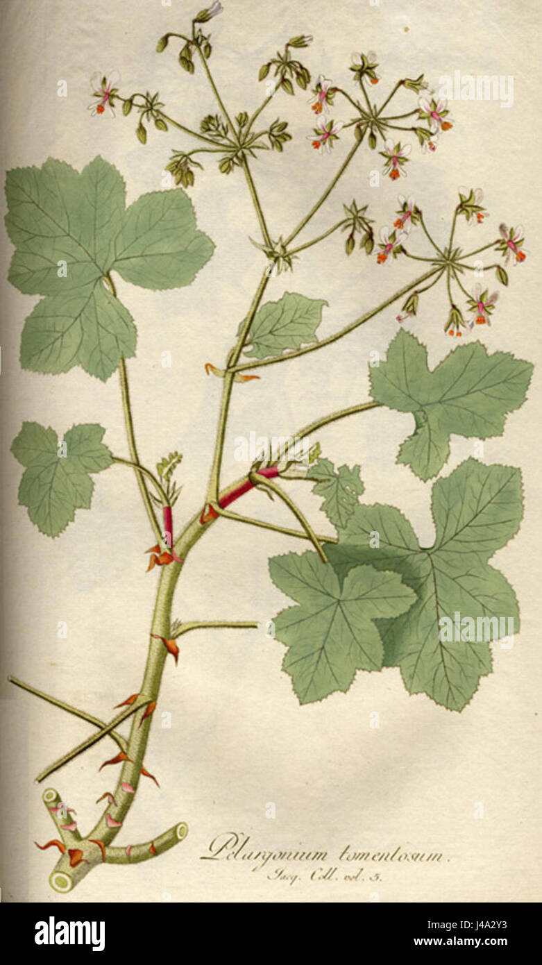 Pelargonium tomentosum Banque de photographies et d’images à haute ...