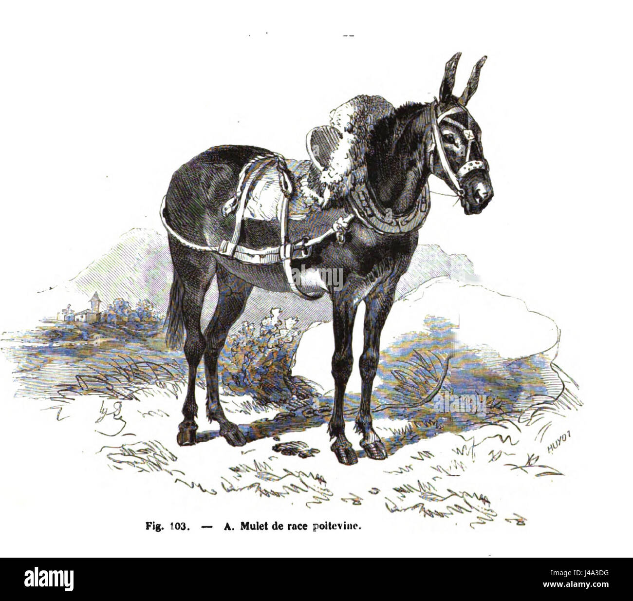 Le poitevin Mule est une race de mulets, connue pour sa force et son ...