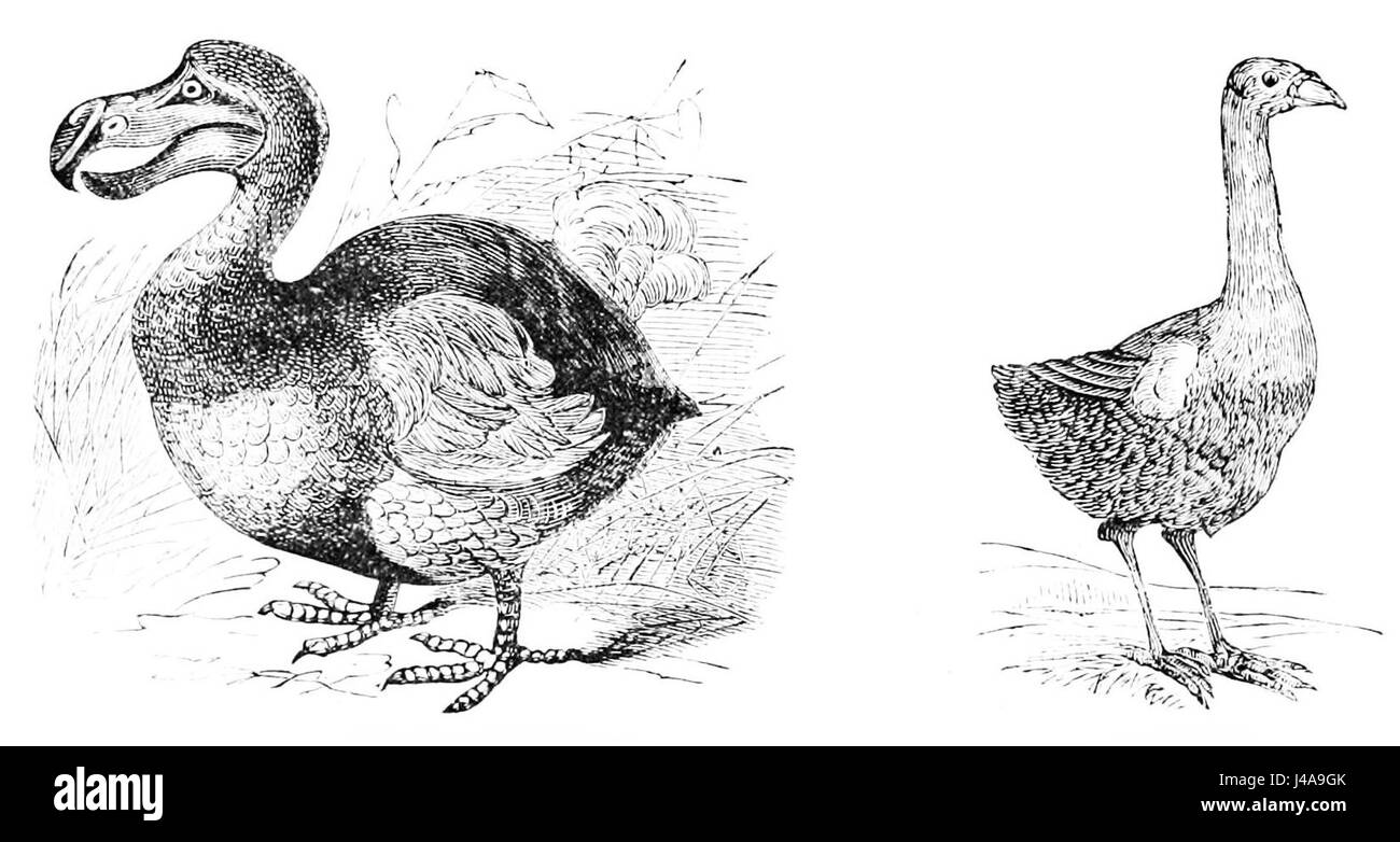 Dodo oiseaux Banque de photographies et d’images à haute résolution - Alamy