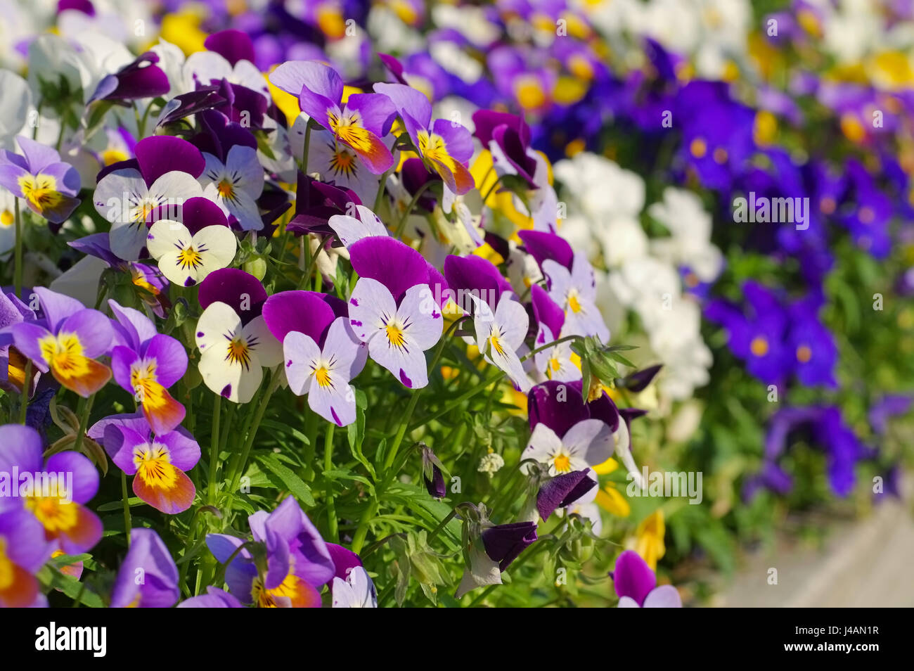 Cinq fleurs pétales Banque de photographies et d’images à haute ...