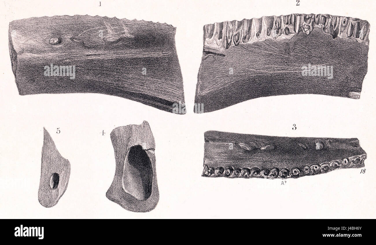 Dinosaures herbivores Banque de photographies et d’images à haute ...