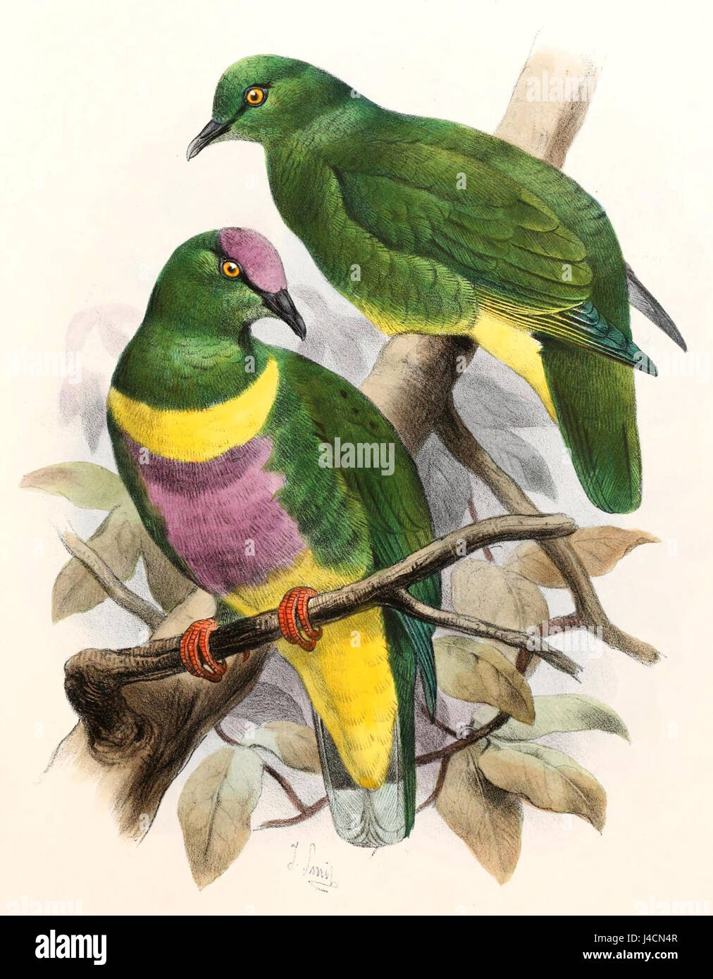 Ptilinopus solomonensis Banque de photographies et d’images à haute ...