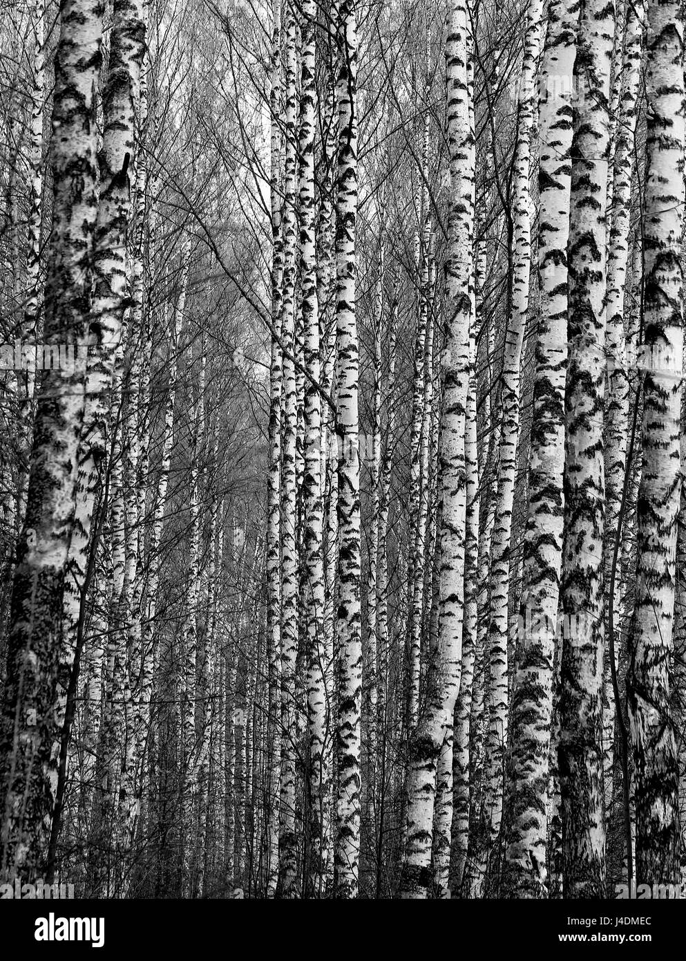 Bouleau Arbres Arbres Tronc Bois Blanc Banque d'images noir et blanc - Page 2 - Alamy