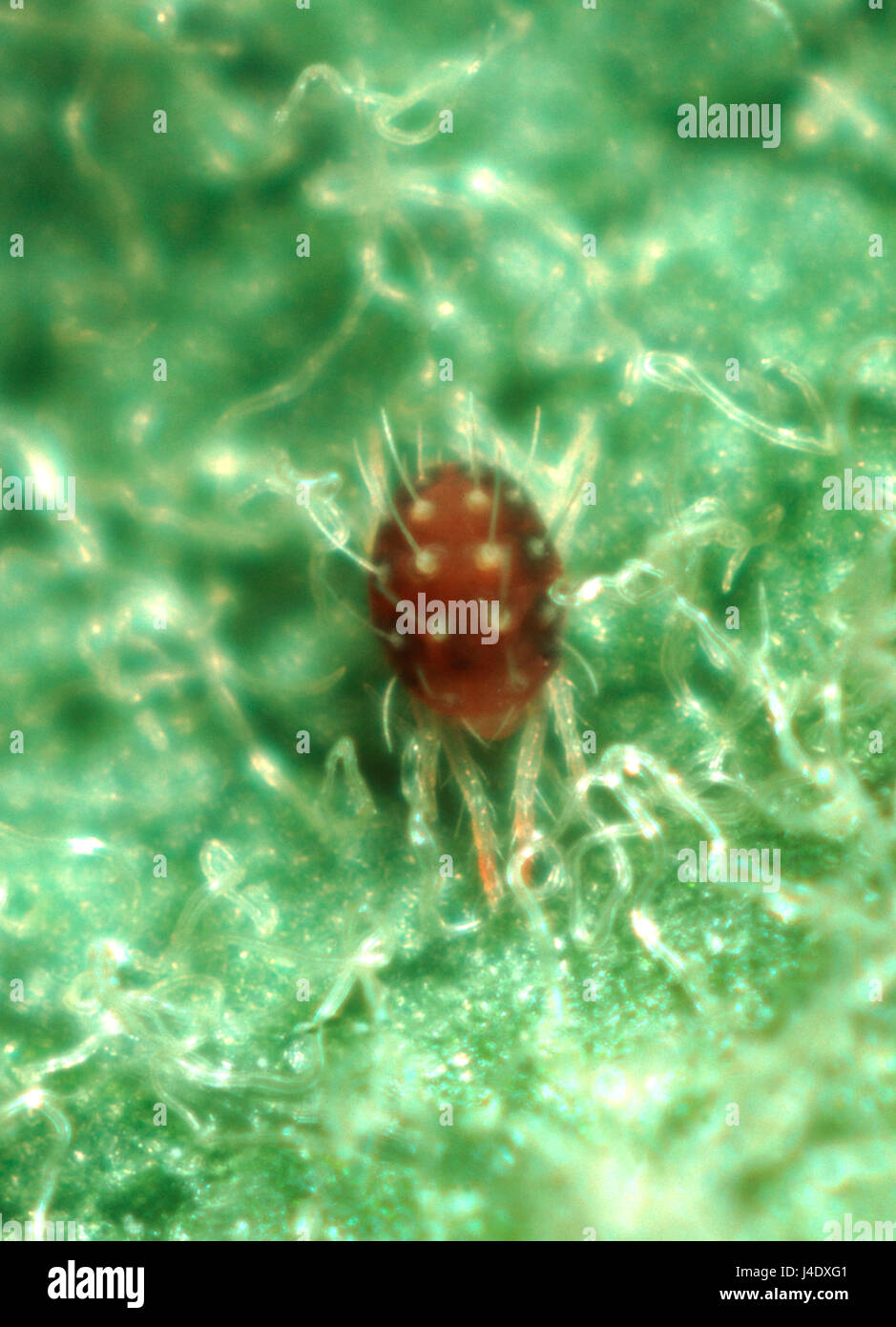 Acarien des arbres Banque de photographies et d’images à haute ...