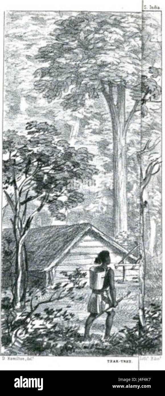 Teak wood trees Banque de photographies et d’images à haute résolution ...