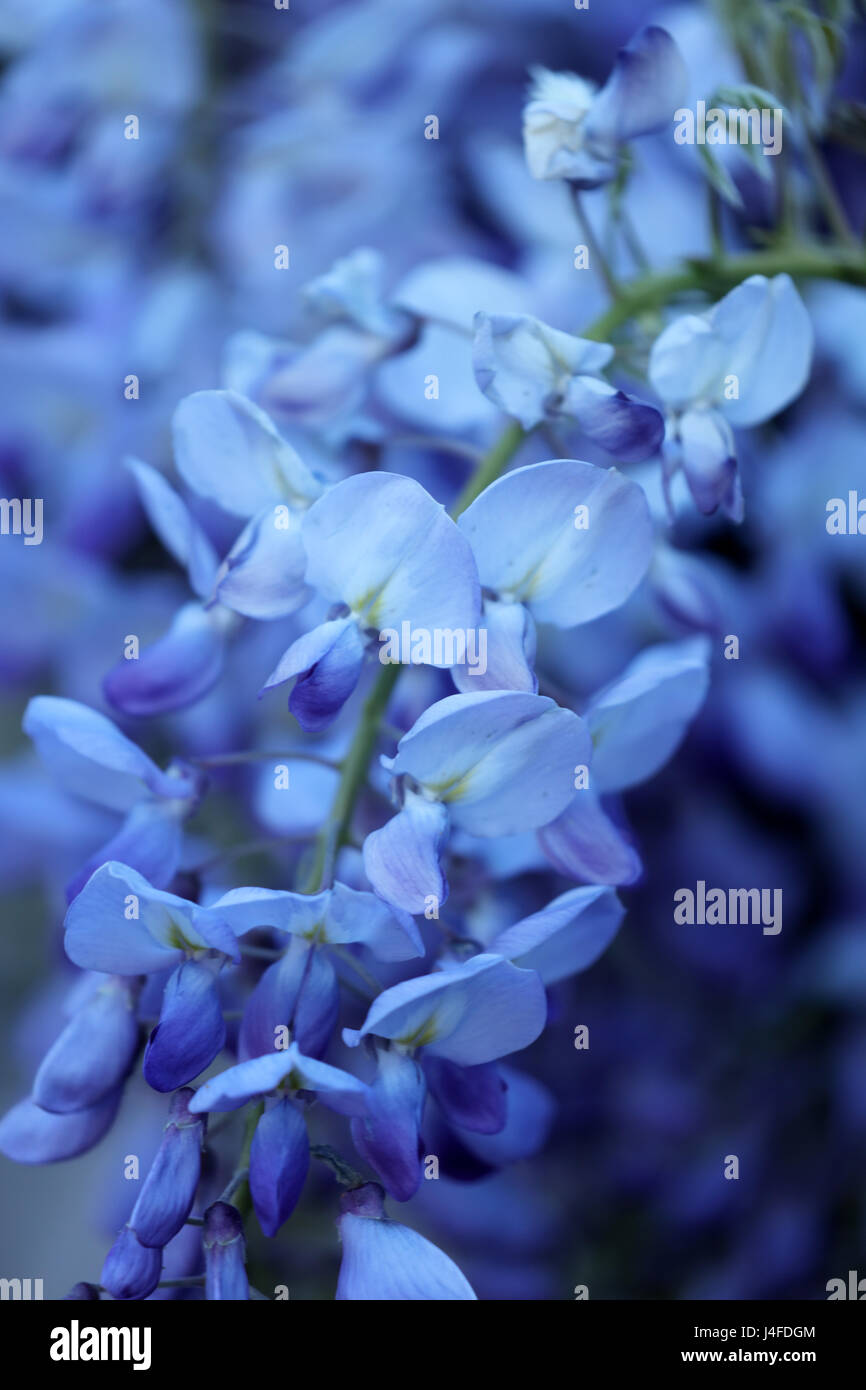 Blaue blute Banque de photographies et d’images à haute résolution - Alamy